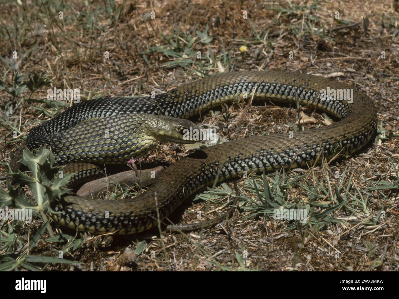 Snake digestion process hi-res stock photography and images - Alamy