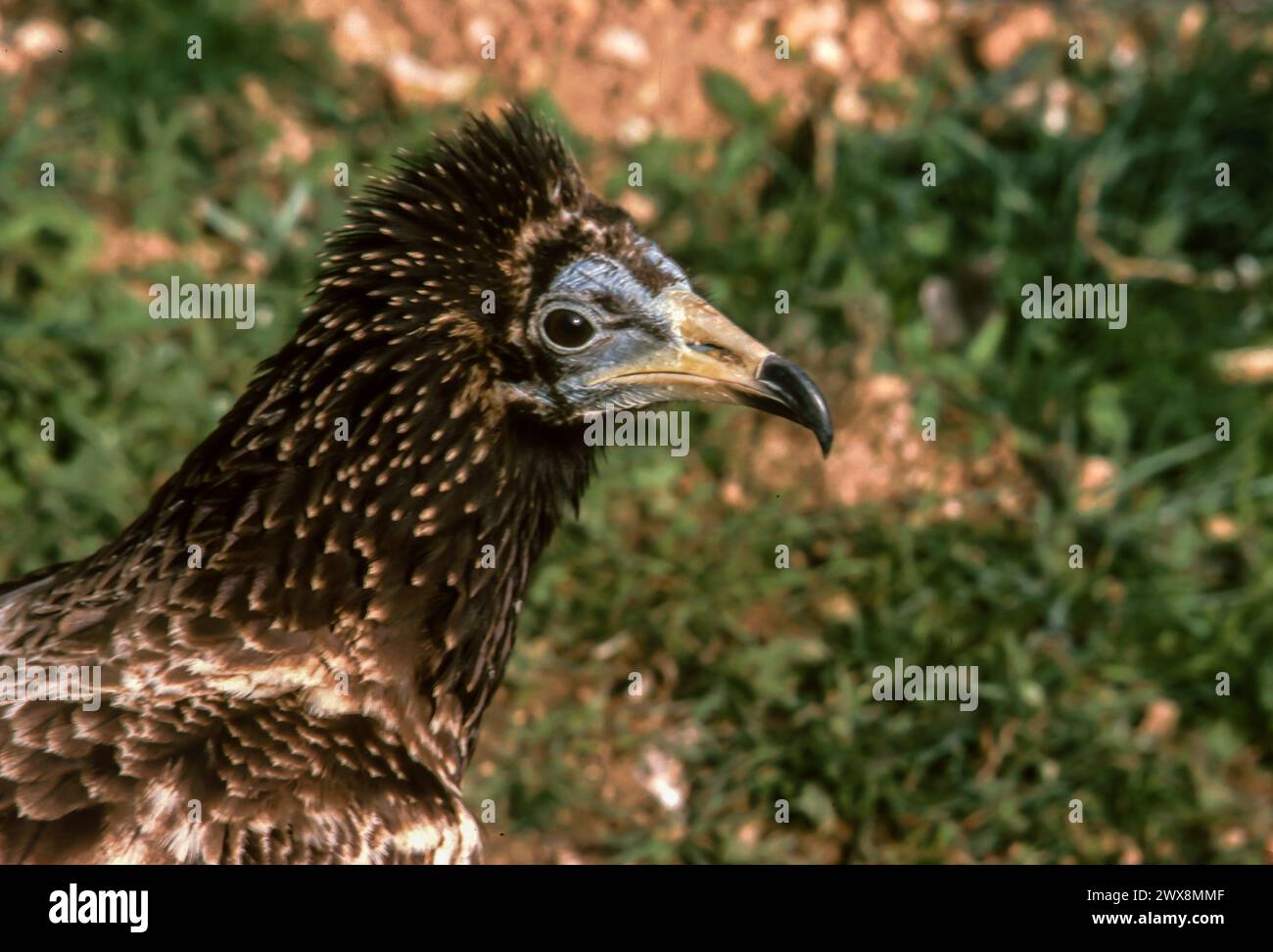 Young Egyptian Vulture (Neophron percnopterus Stock Photo - Alamy