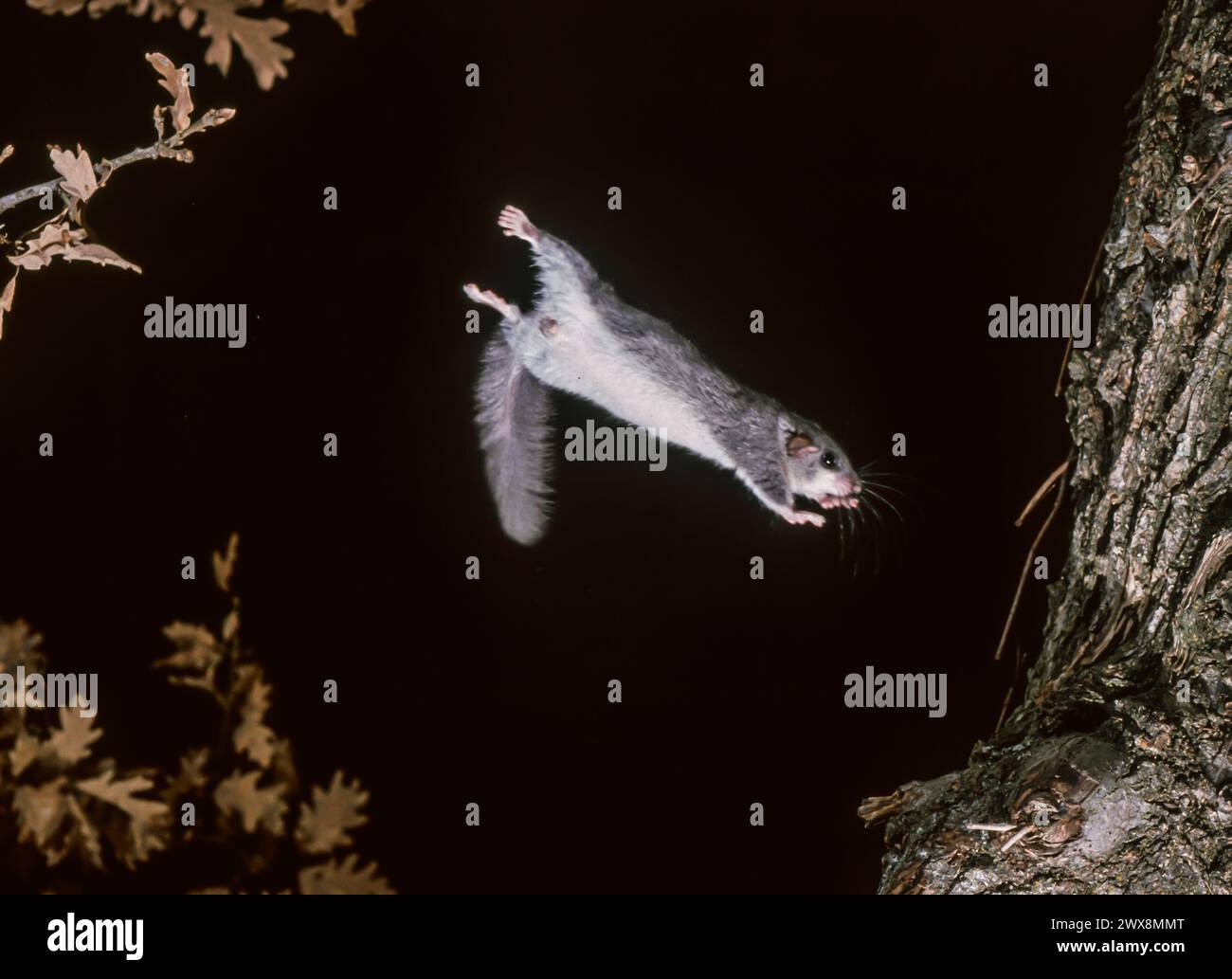 European edible dormouse or European fat dormouse (Glis glis) jumping ...