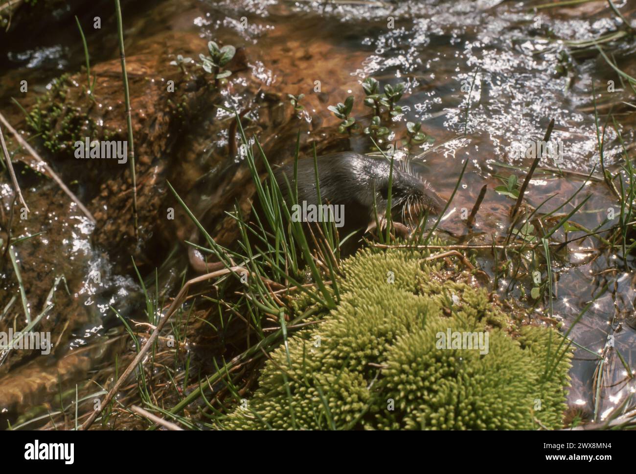 Pyrenean desman (Galemys pyrenaicus), Pyrenees, Spain Stock Photo - Alamy