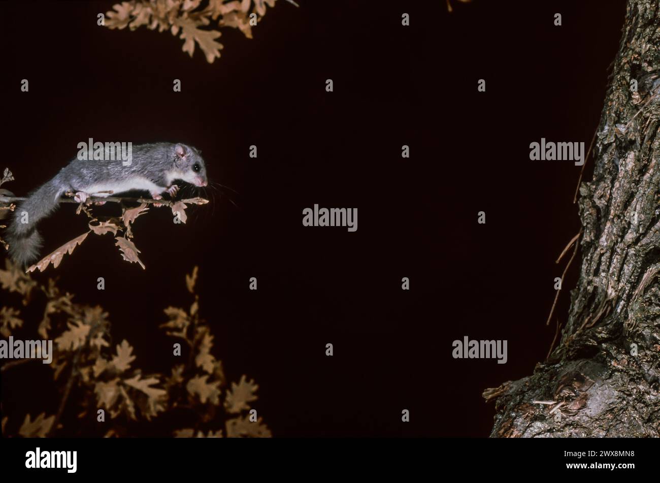 European edible dormouse or European fat dormouse (Glis glis) jumping ...