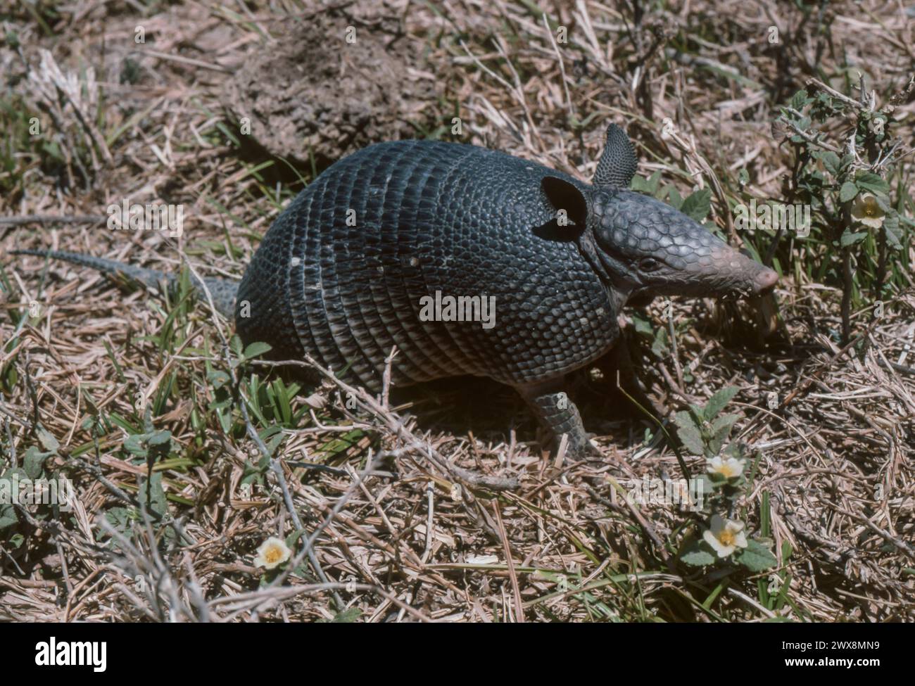 Armadillo physiology hi-res stock photography and images - Alamy