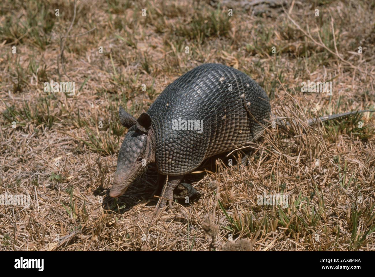 Armadillo adaptation hi-res stock photography and images - Alamy