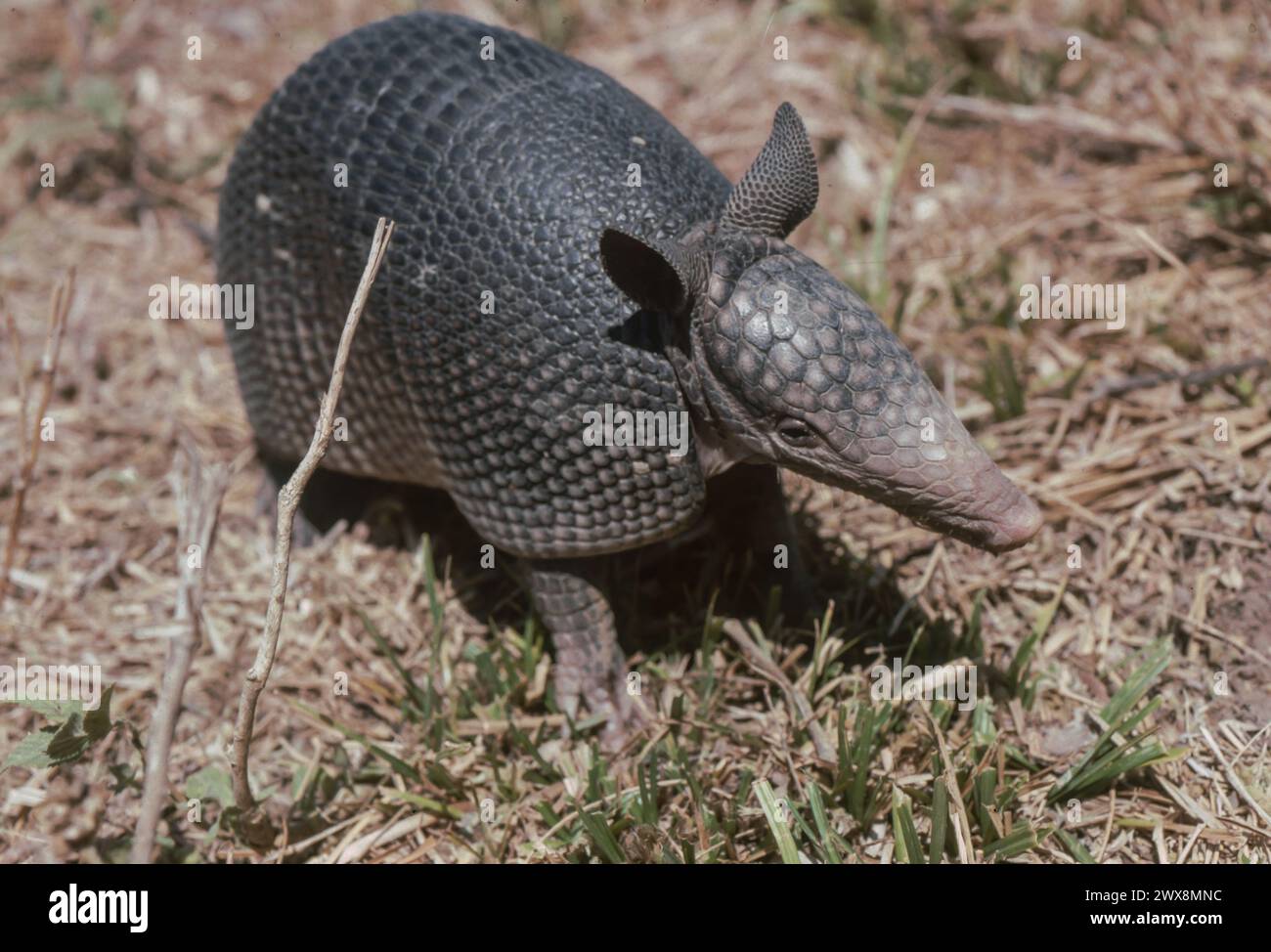 Armadillo adaptation hi-res stock photography and images - Alamy