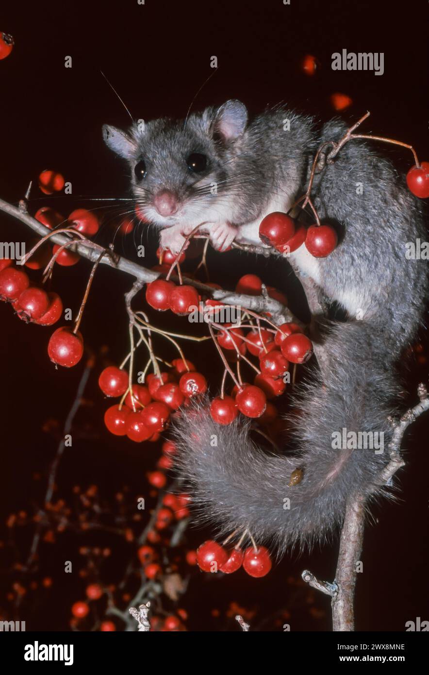 European edible dormouse or European fat dormouse (Glis glis) on fruit ...