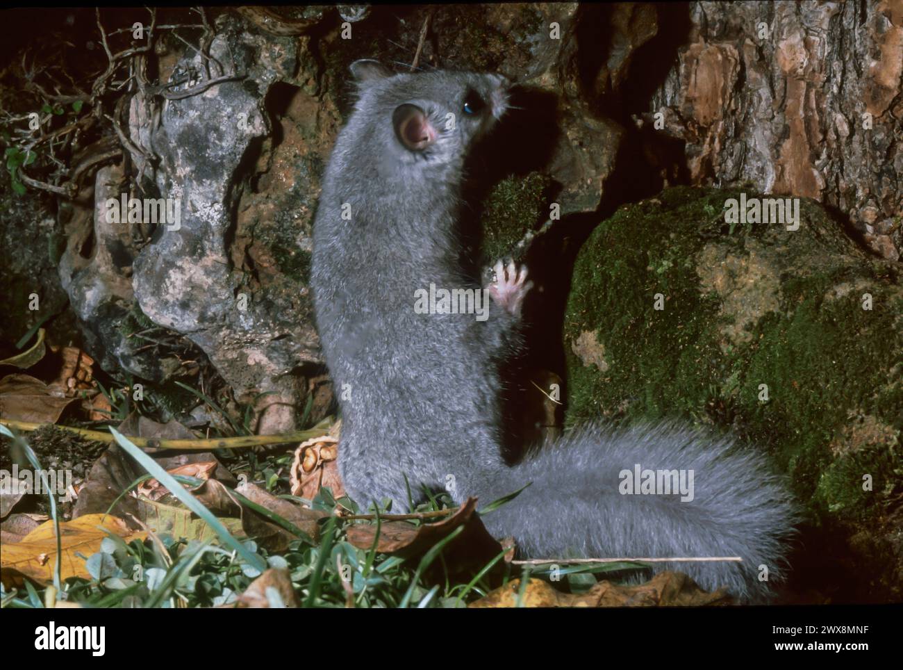 European edible dormouse or European fat dormouse (Glis glis Stock ...