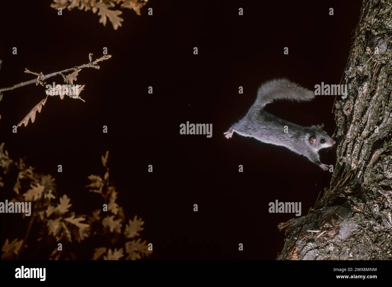 European edible dormouse or European fat dormouse (Glis glis) jumping ...