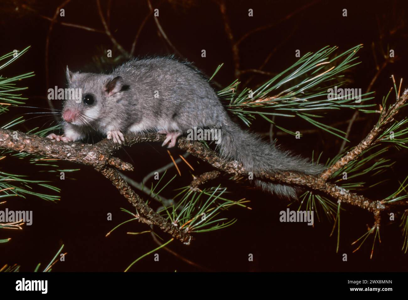 European edible dormouse or European fat dormouse (Glis glis Stock ...