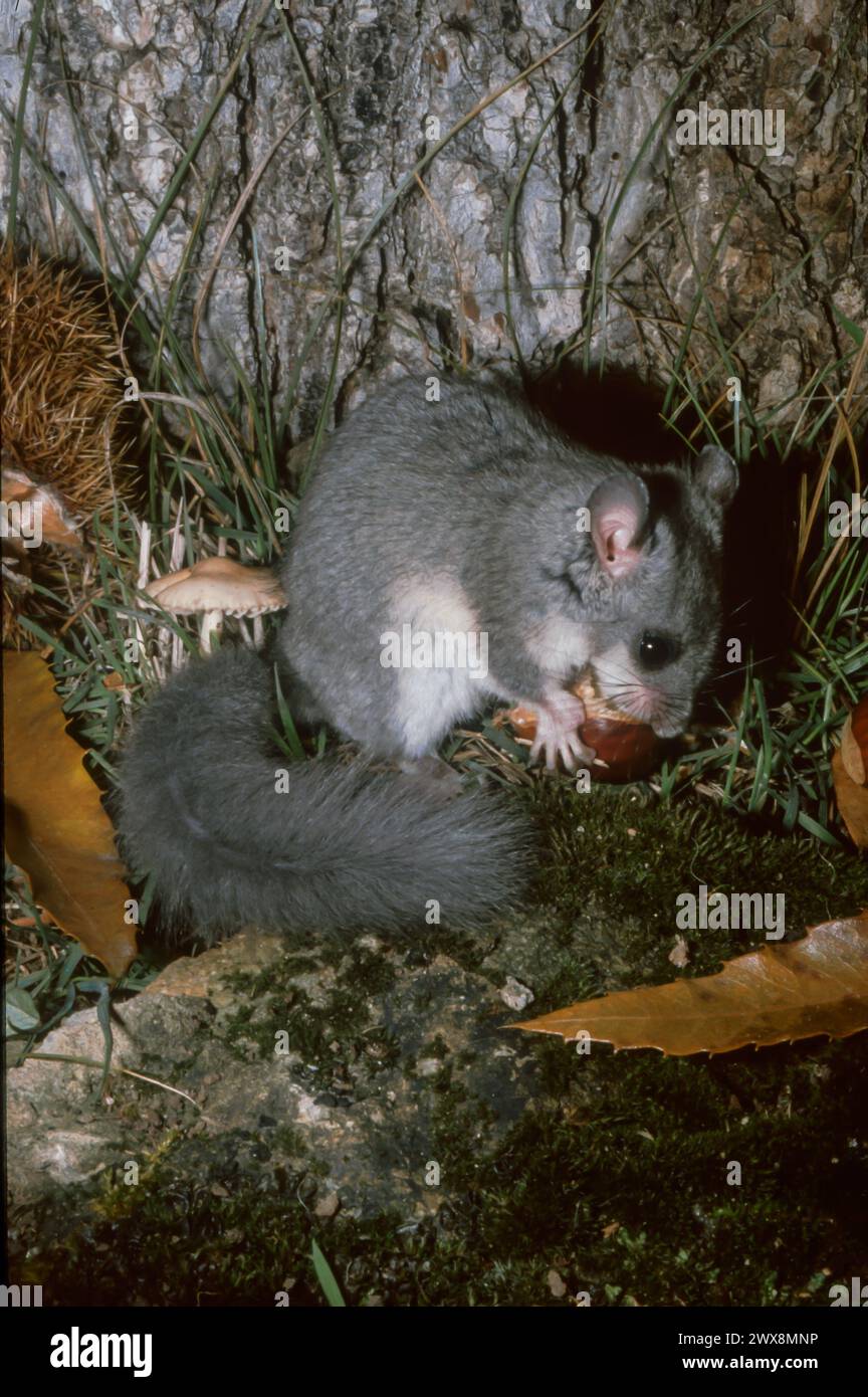 European edible dormouse or European fat dormouse (Glis glis) eating a ...