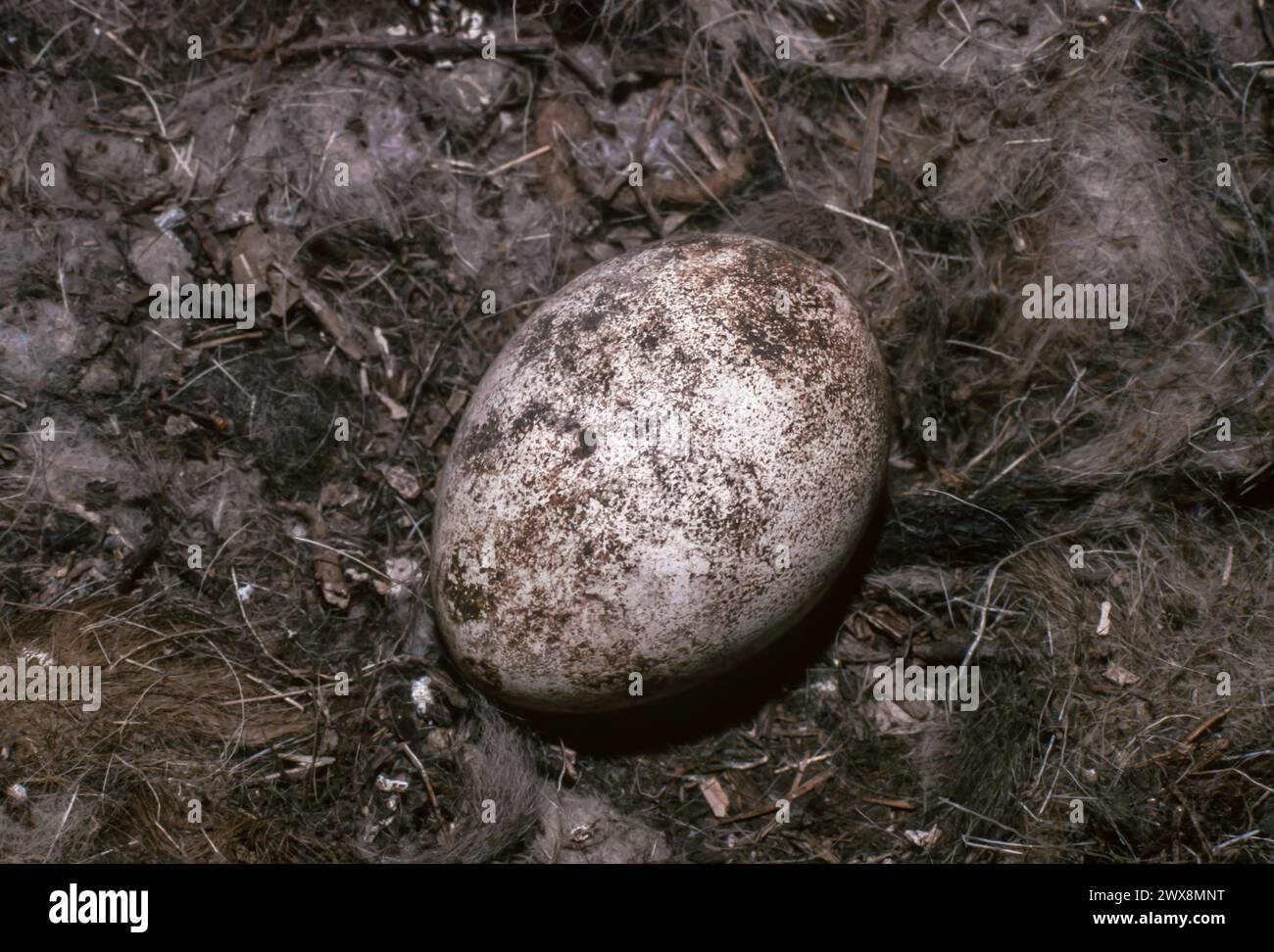 Egyptian Vulture (Neophron percnopterus) egg in nest Stock Photo - Alamy