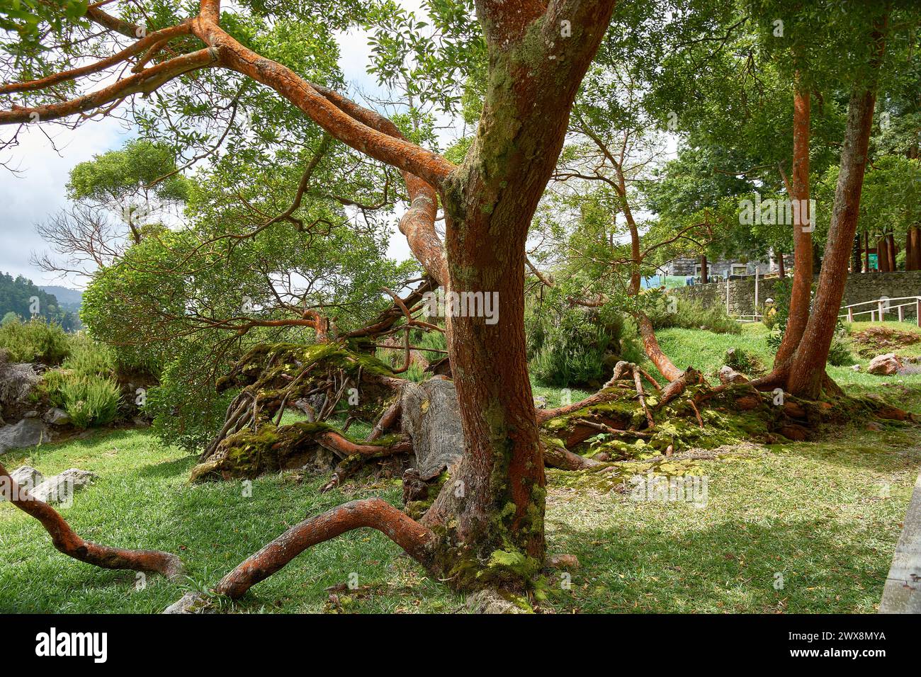 Fallen tree with moss and sulfur color from the fumoroles and boiling ...