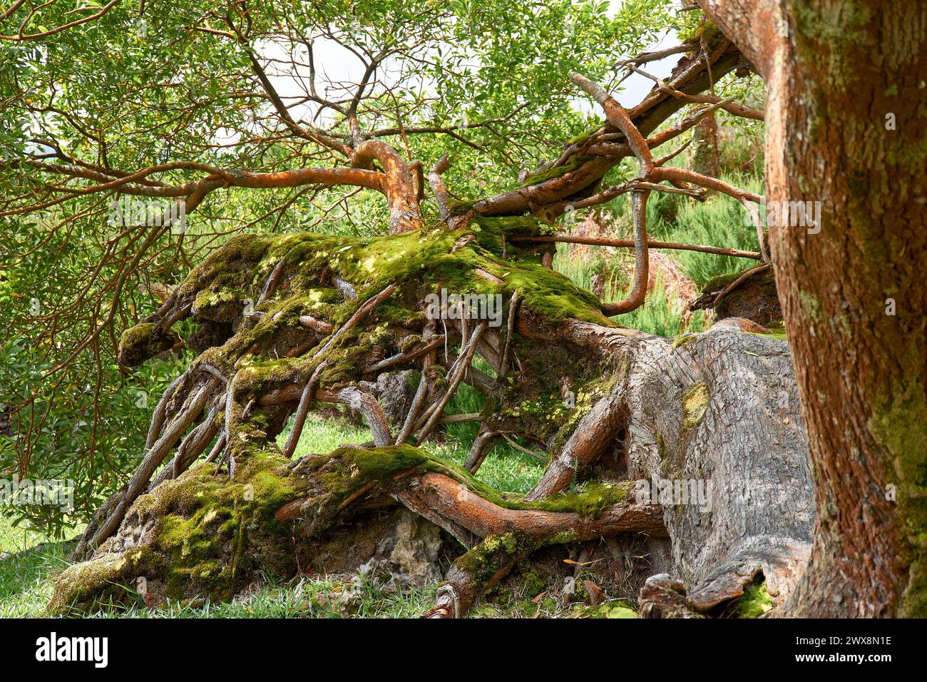 Fallen tree with moss and sulfur color from the fumoroles and boiling ...