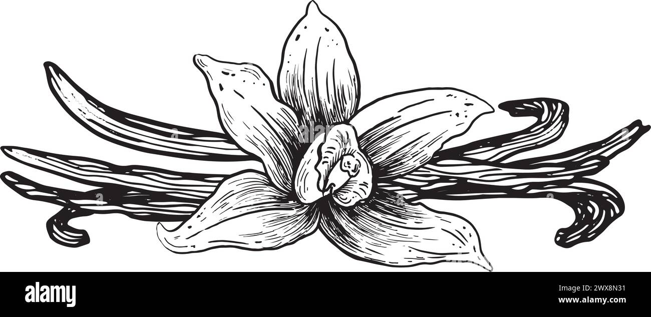 Vector vanilla hand drawn sketch. Vintage style Stock Vector Image ...