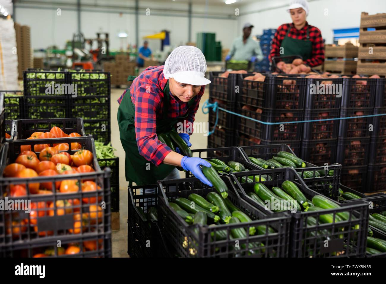Female worker sorting cucumber at vegetable sorting factory Stock Photo ...