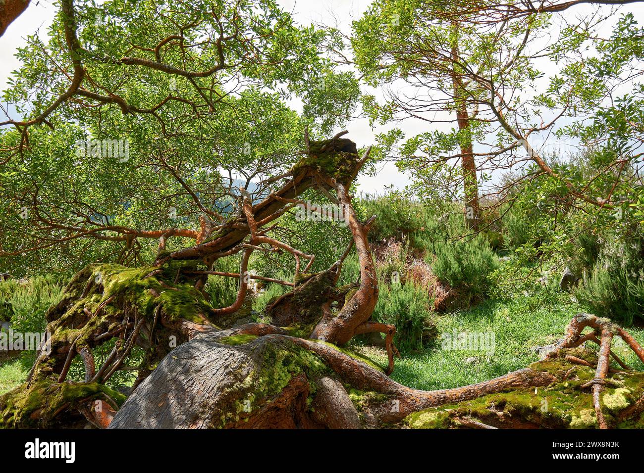 Fallen tree with moss and sulfur color from the fumoroles and boiling ...