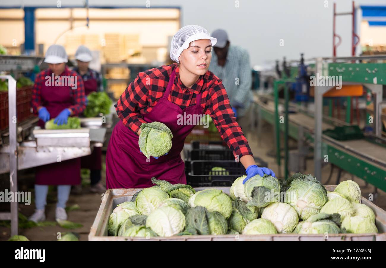 Woman checks the quality of cabbage in food factory warehouse Stock ...