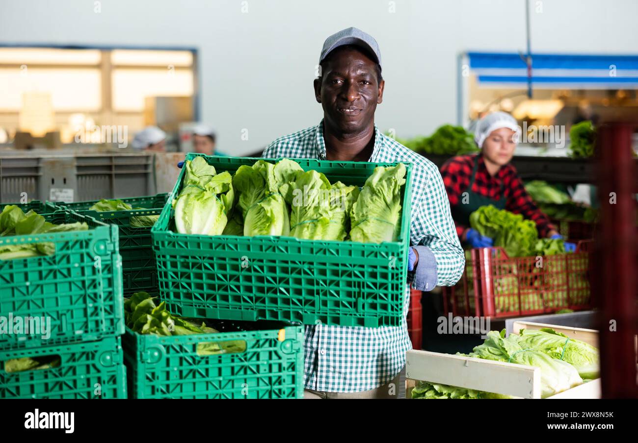 Portrait of cheerful man vegetable factory worker Stock Photo - Alamy