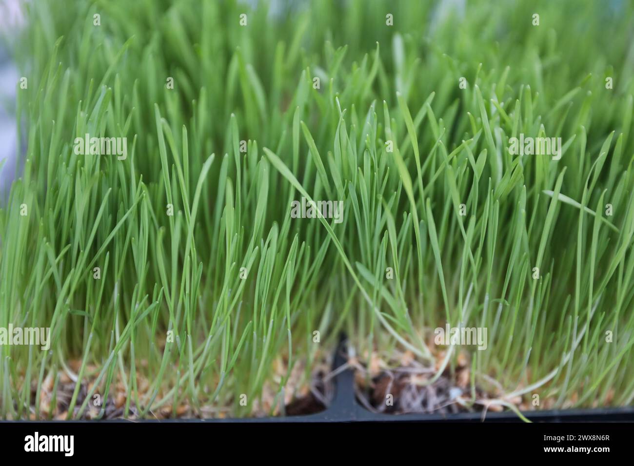 Tray of wheatgrass hi-res stock photography and images - Alamy