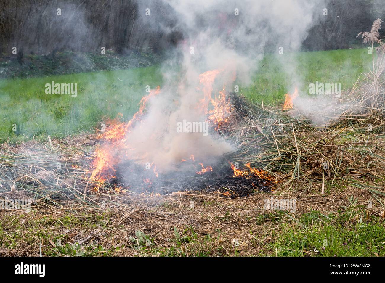 Small fire spreads in a field of dry grass. Nature on fire, front view ...