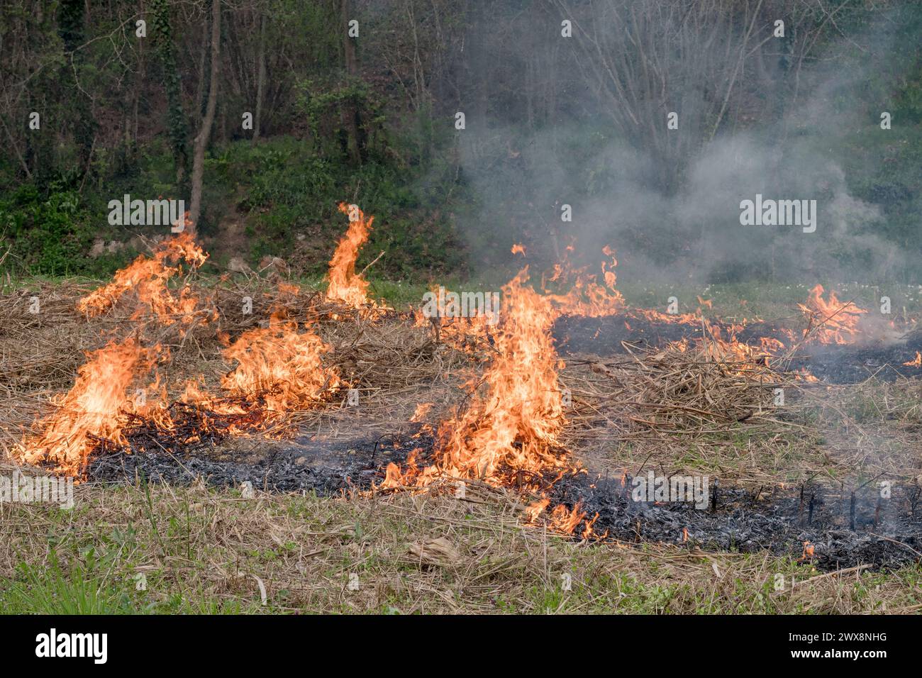 Burnt field smoke in forest hi-res stock photography and images - Alamy