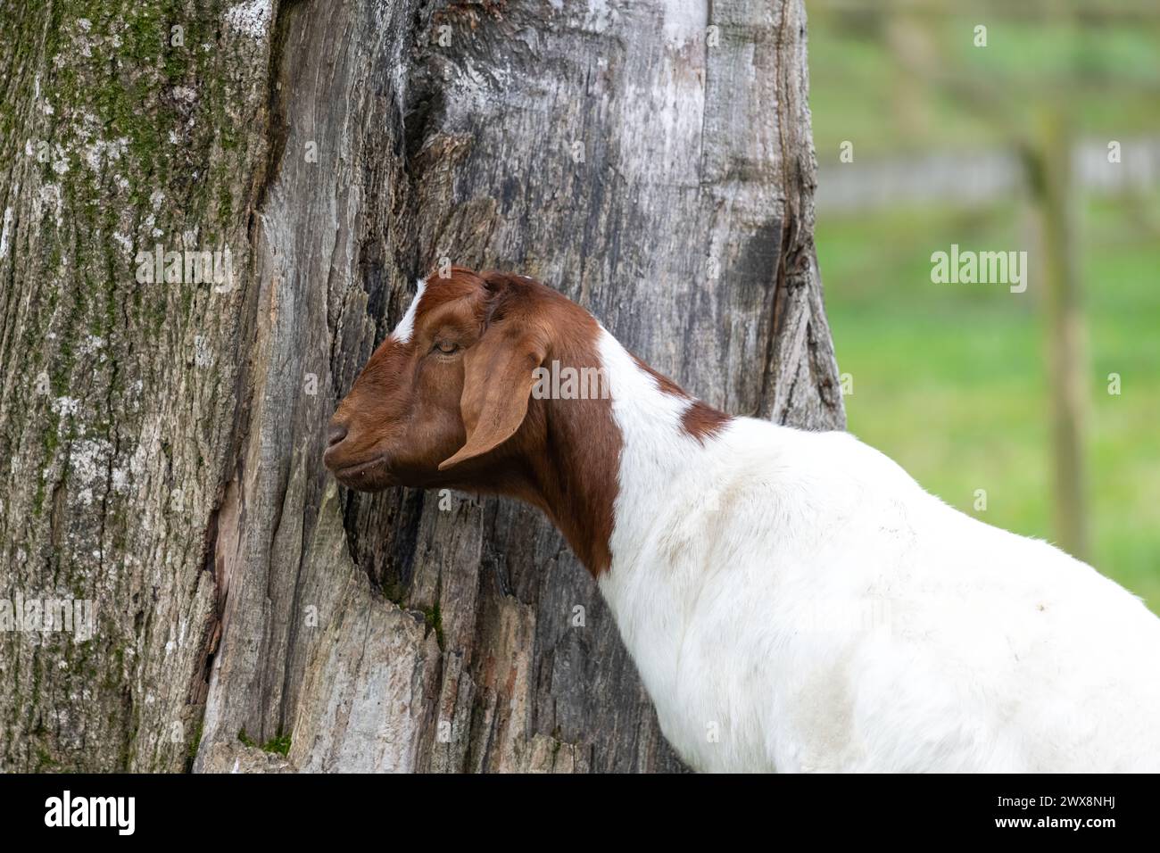 Boer goat capra hircus hi-res stock photography and images - Alamy