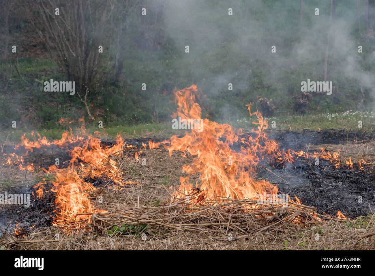 Small fire spreads in a field of dry grass. Nature on fire, front view ...