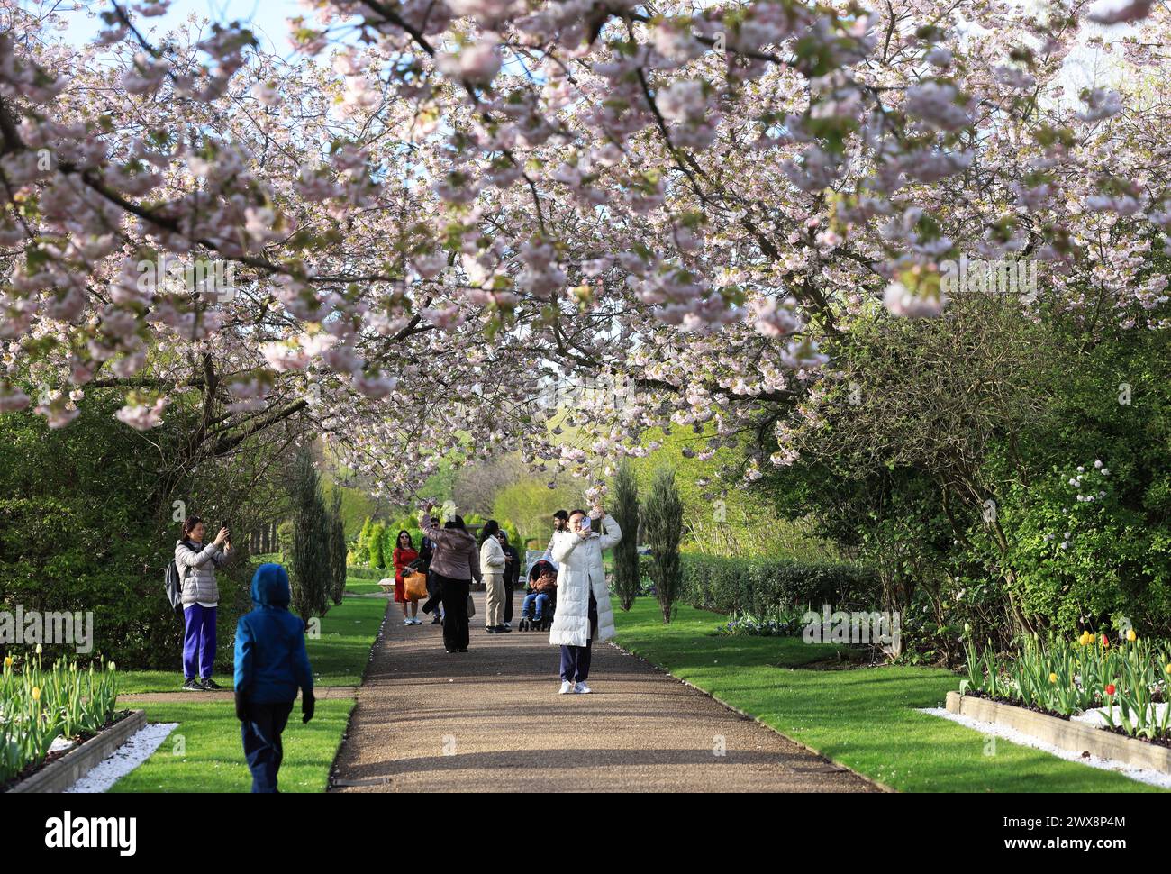 Spring flowers in Regents Park, at Easter 2024, despite the unsettled ...