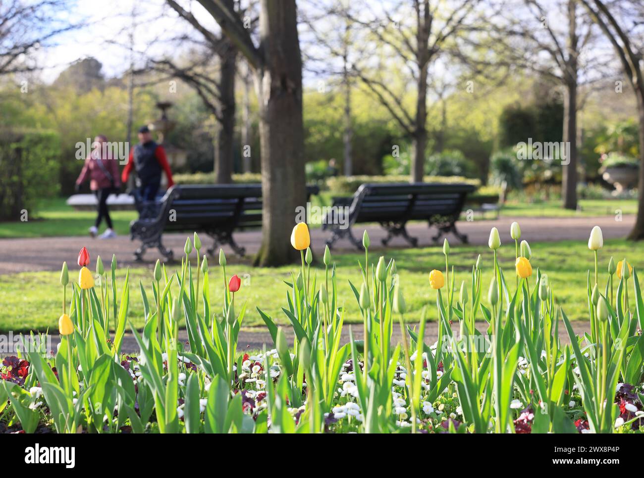 Spring flowers in Regents Park, at Easter 2024, despite the unsettled ...