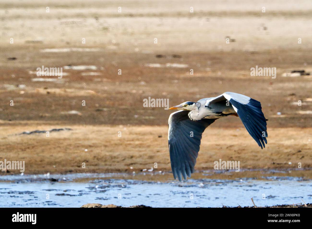 Grey Heron flying, hunting and roosting Stock Photo - Alamy