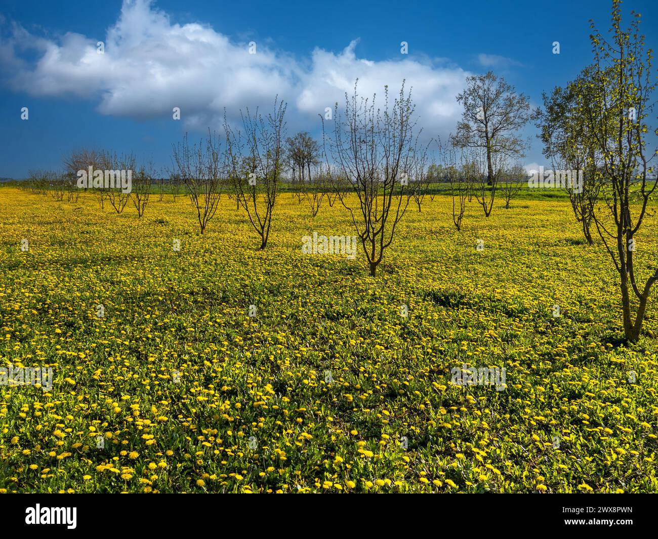 Yellow flowering dandelion field on blue sky with clouds in spring ...