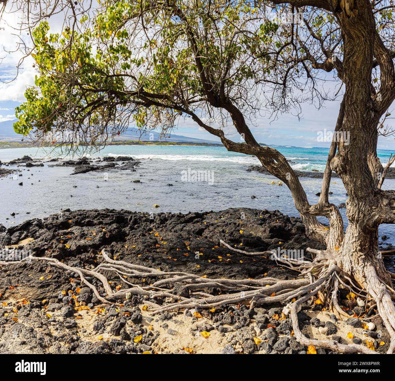 Tree Growing on The Volcanic Shoreline of Anaehoʻomalu Bay, Hawaii ...