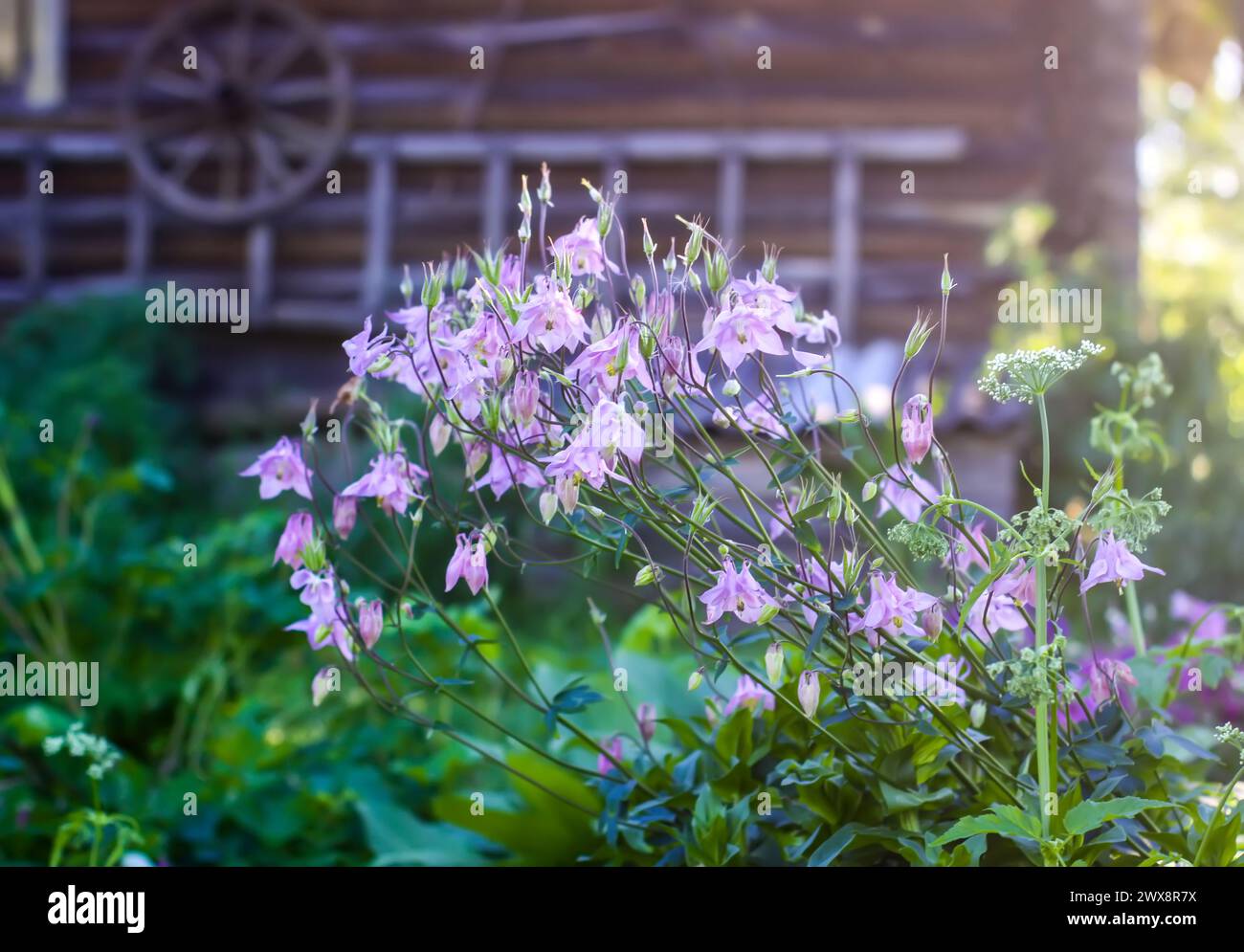 Purple Columbine Flowers. Aquilegia plants in the garden Stock Photo ...