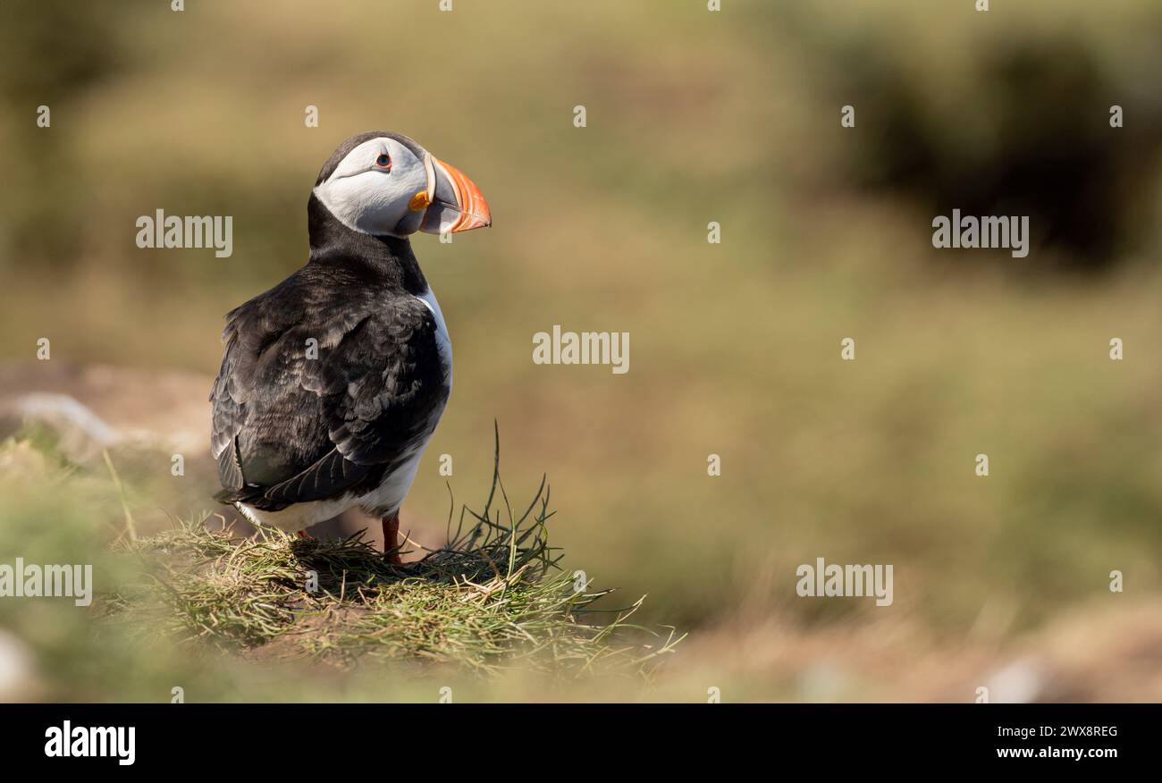 Close-Up of a Puffin Bird on Coastal Cliff Against Blue Sky A Colorful ...