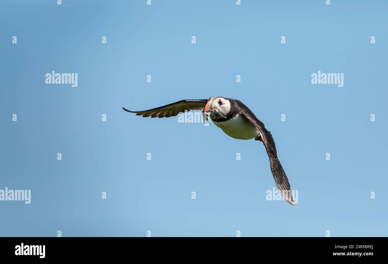 Back puffing hi-res stock photography and images - Alamy