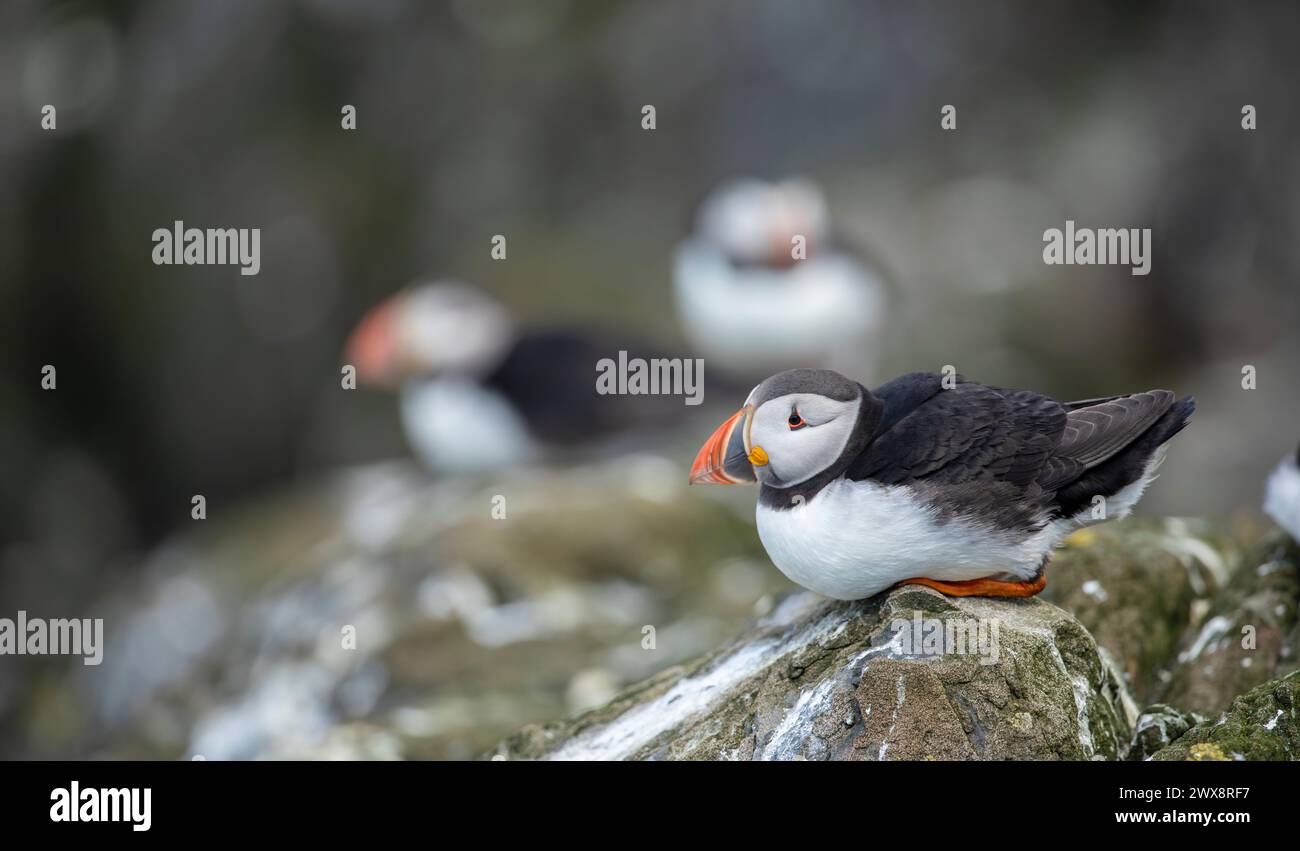 Close-Up of a Puffin Bird on Coastal Cliff Against Blue Sky A Colorful ...