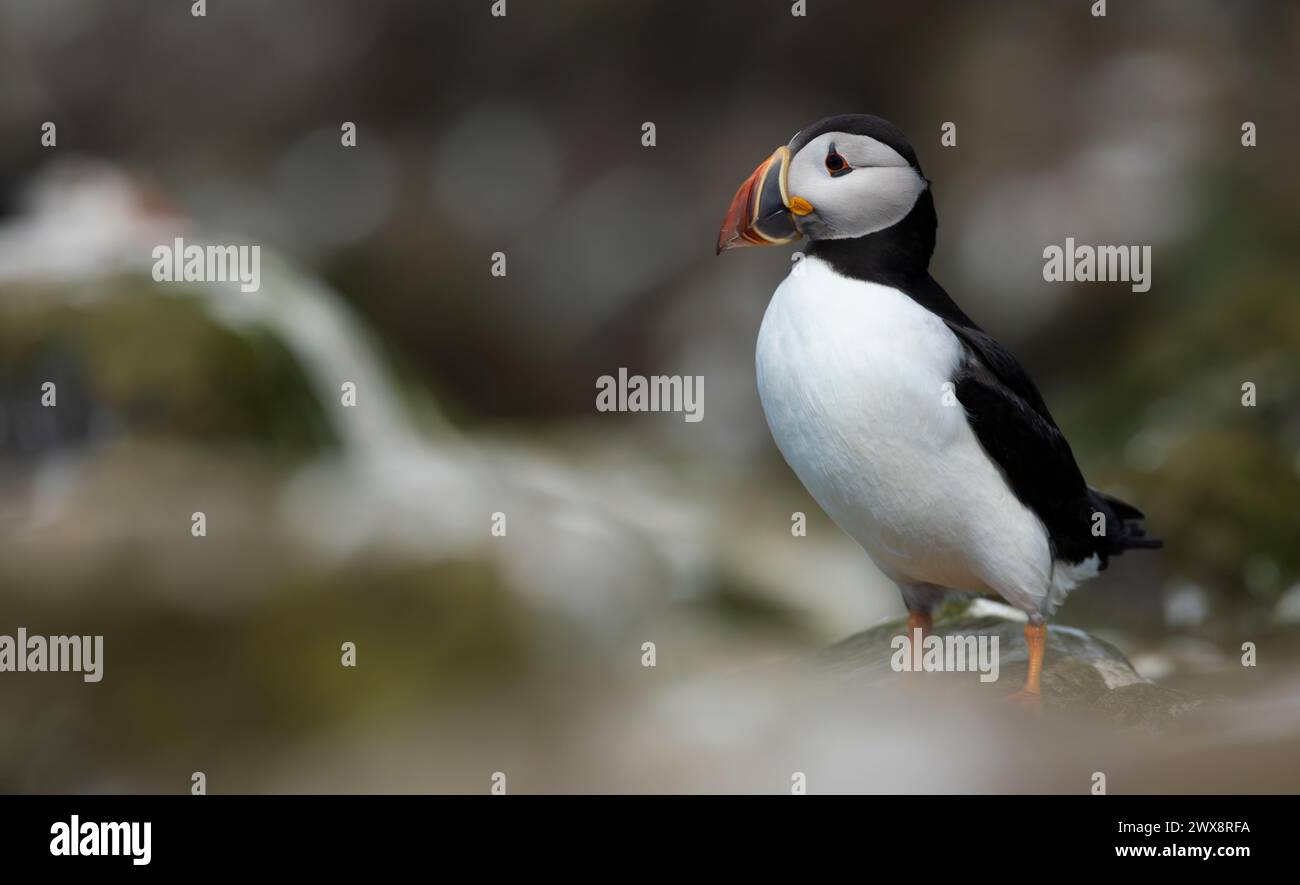 Close-Up of a Puffin Bird on Coastal Cliff Against Blue Sky A Colorful ...