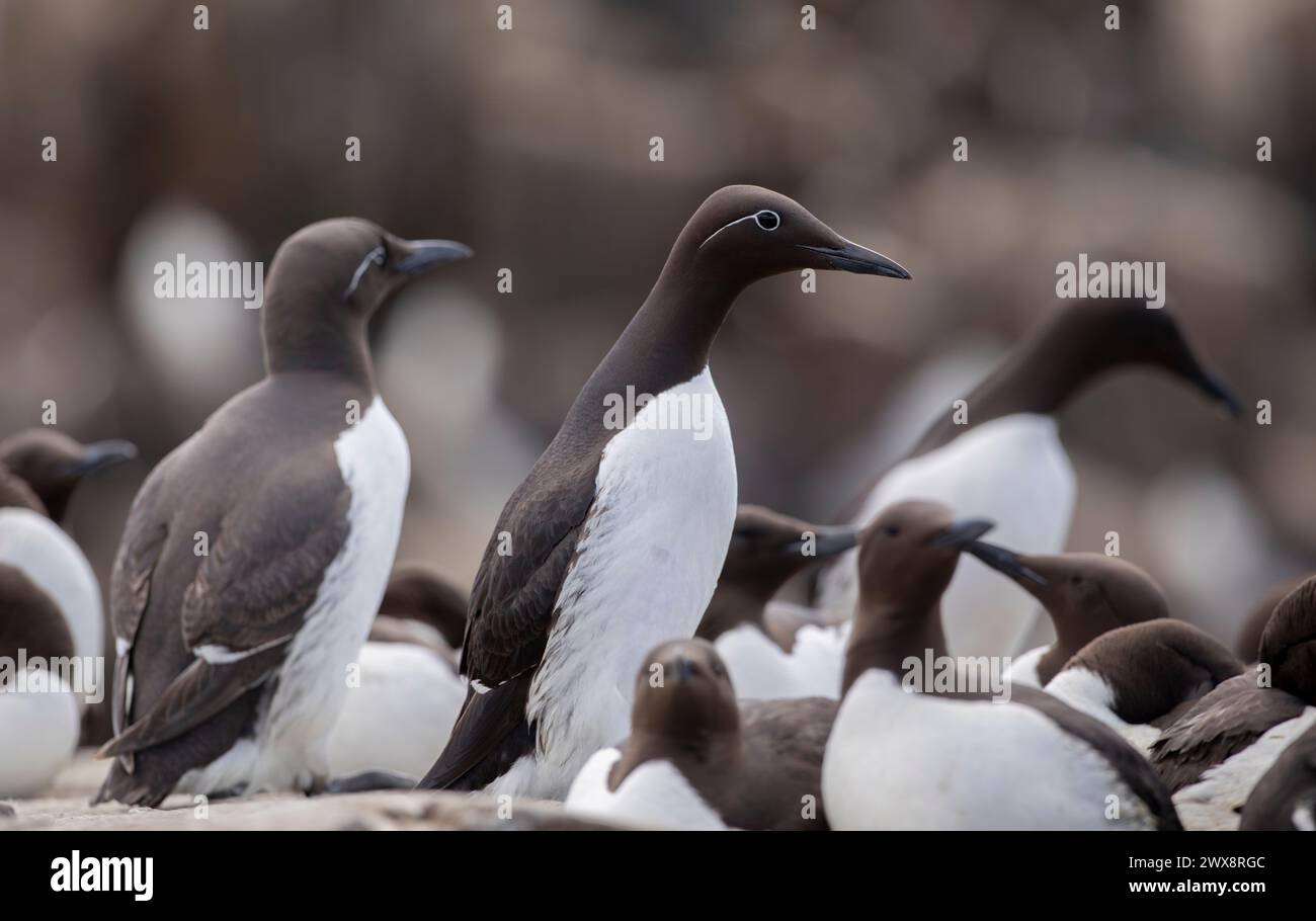 Common guillemot, scientific name aria aalge Stock Photo - Alamy