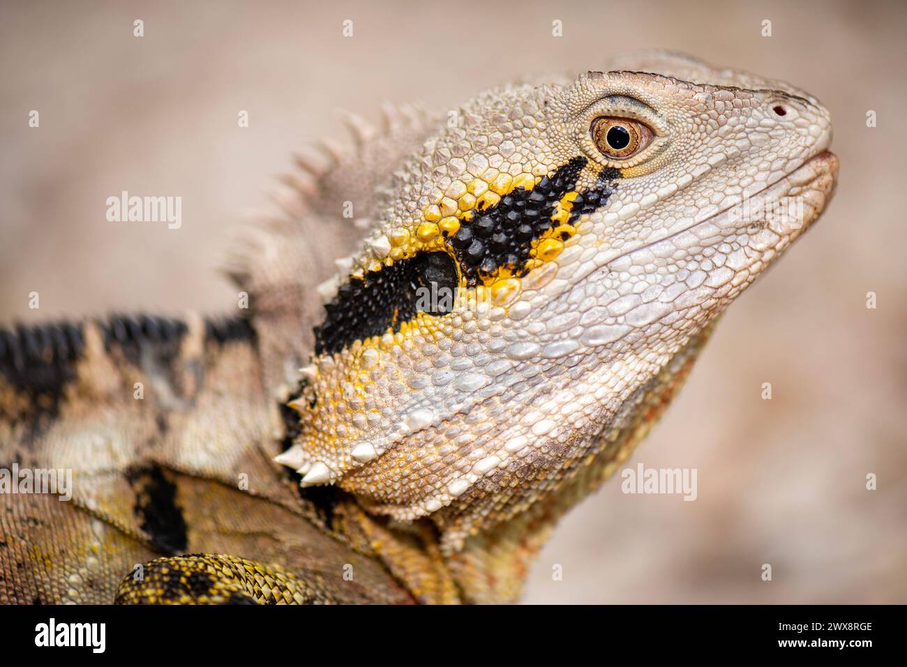 The Australian water dragon, which includes the eastern water dragon ...