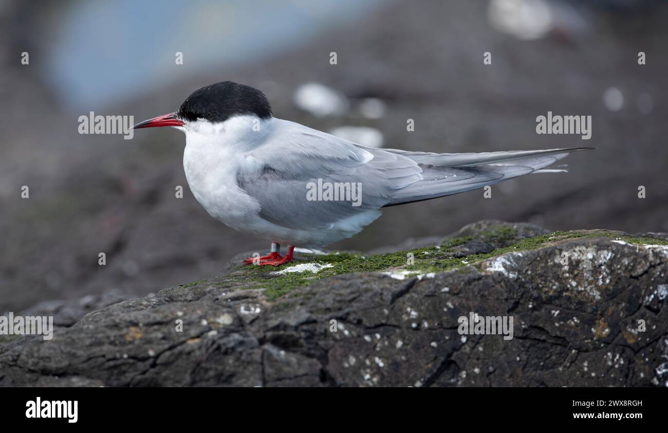 common tern sterna hirundo standing on sea rocks Stock Photo - Alamy