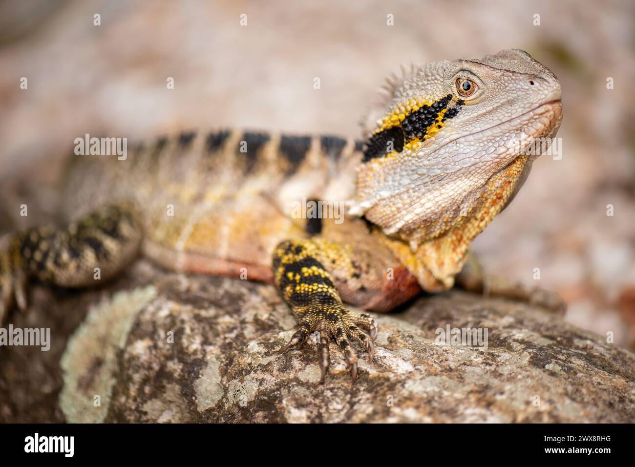 The Australian water dragon, which includes the eastern water dragon ...