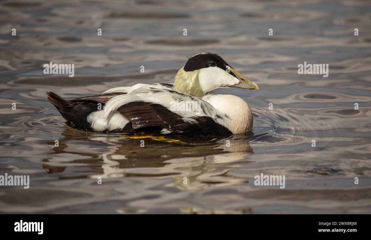 common eider, somateria mollissima, cuddy's duck Stock Photo - Alamy
