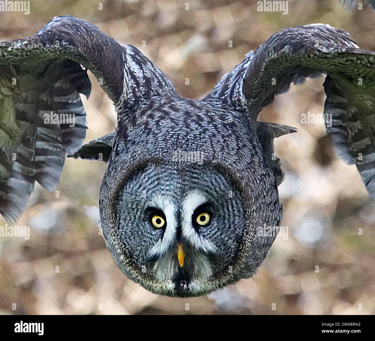 Owl - Locked and loaded Stock Photo - Alamy