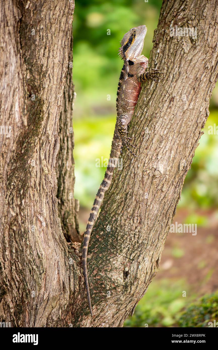 The Australian water dragon, which includes the eastern water dragon ...
