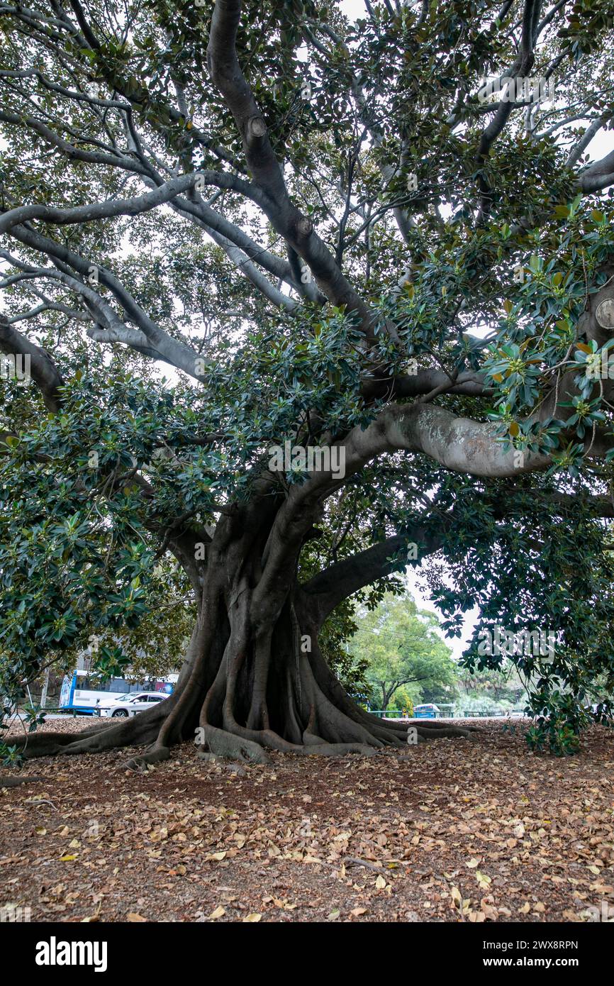 Ficus macrophylla, Moreton Bay fig tree in Pope Paul V1 reserve in ...