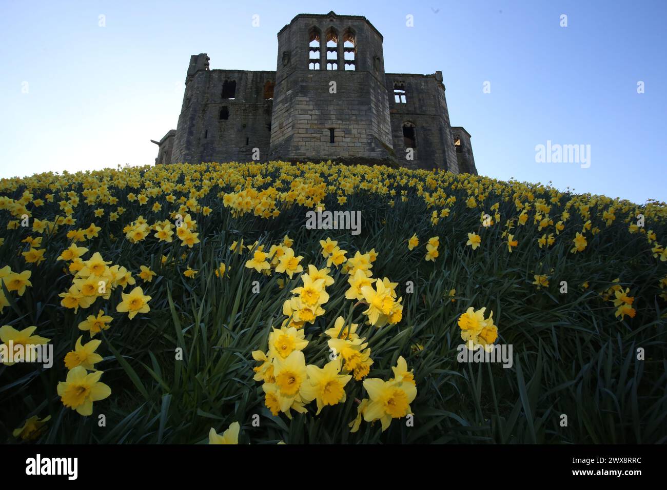 UK Weather: Warkworth Castle With Daffodils, Easter Holidays are here ...