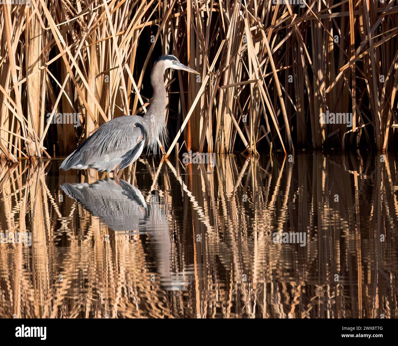 A Great Blue Heron wades in the water at Bosque del Apache National ...