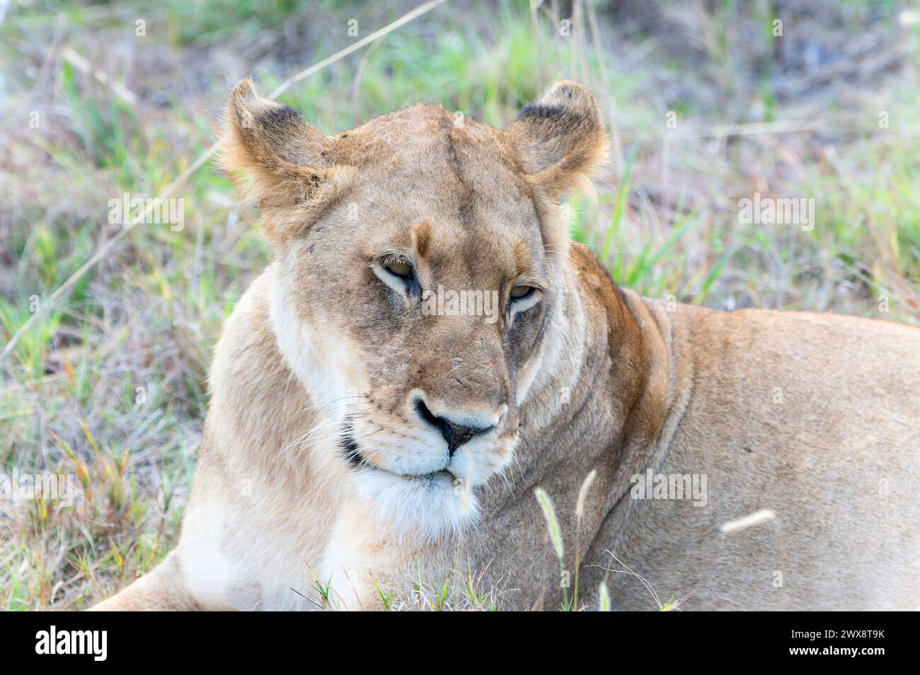A close up view of a lion laying in the grass in South Africa. The ...