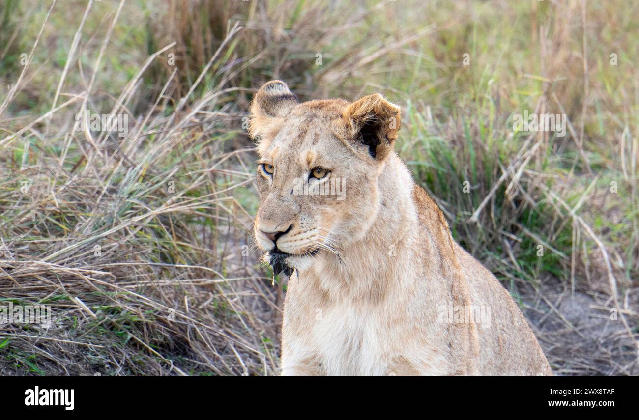 A lion, identified as Panthera leo, is seated in a field of tall grass ...