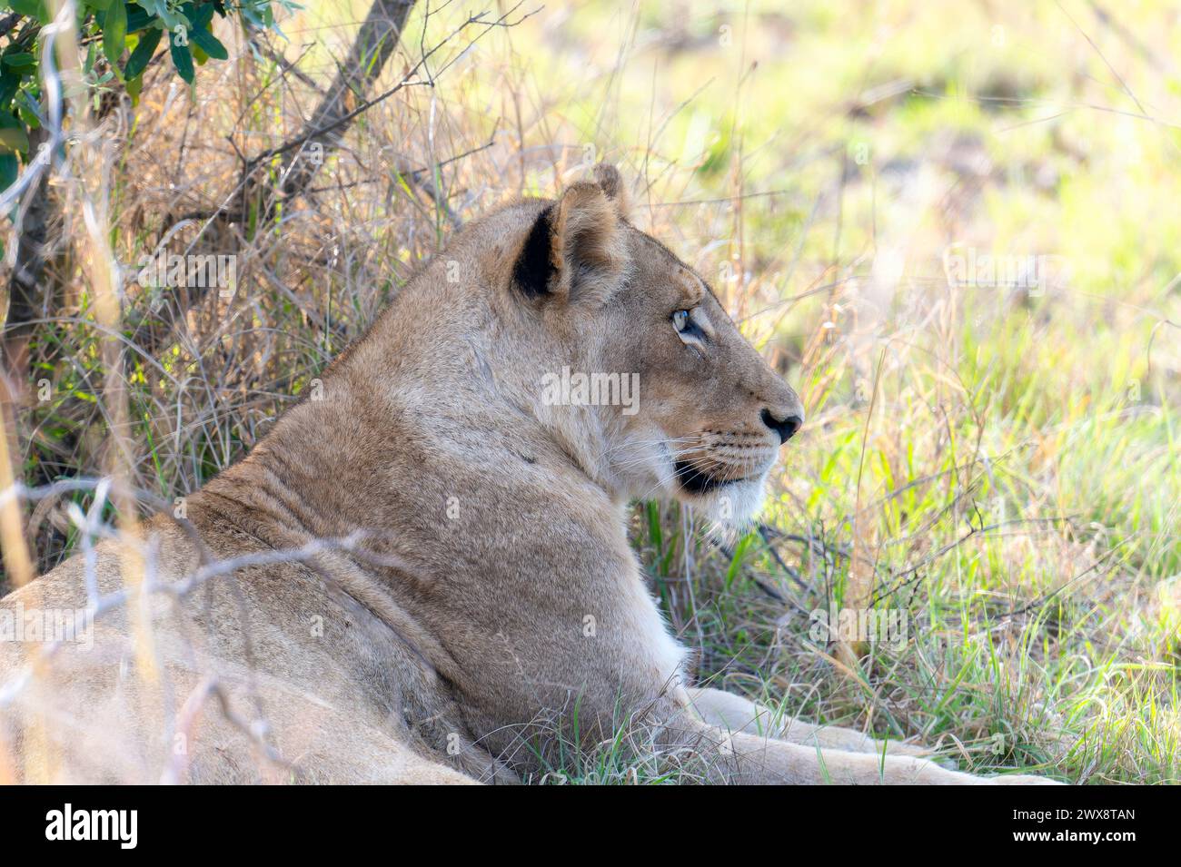 A lion, Panthera leo, sits in the grass near a bush in South Africa ...