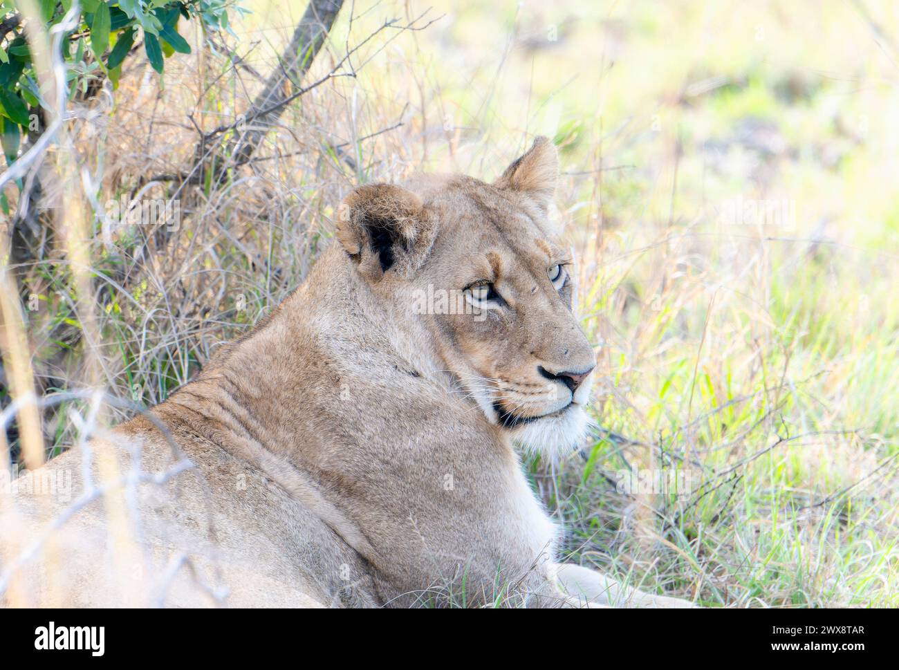 A lion, identified as Panthera leo, is seen laying down in a vast field ...